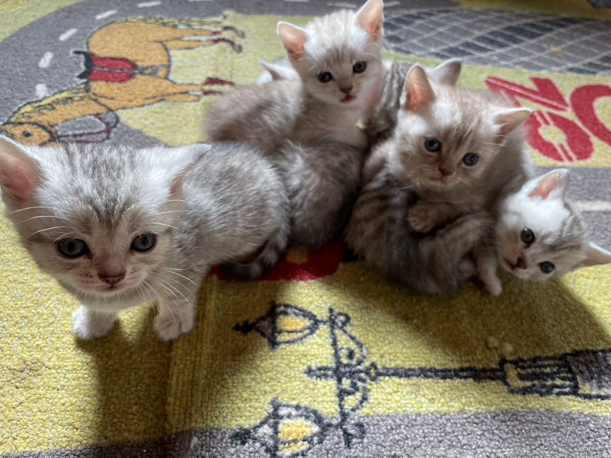 Шотландские котята