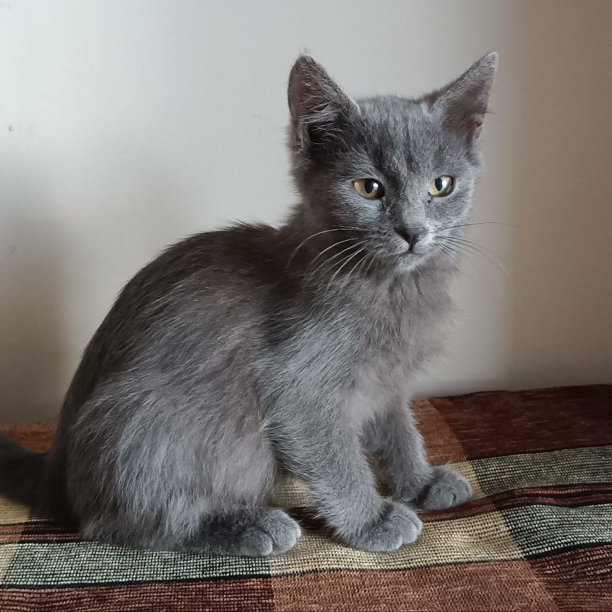 Котята в добрые руки бесплатно девочка