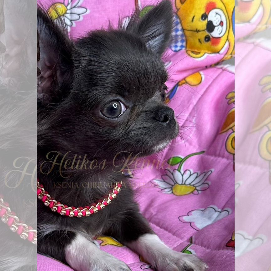 Манюня Кензовна