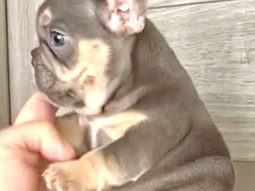 Французятки малыши