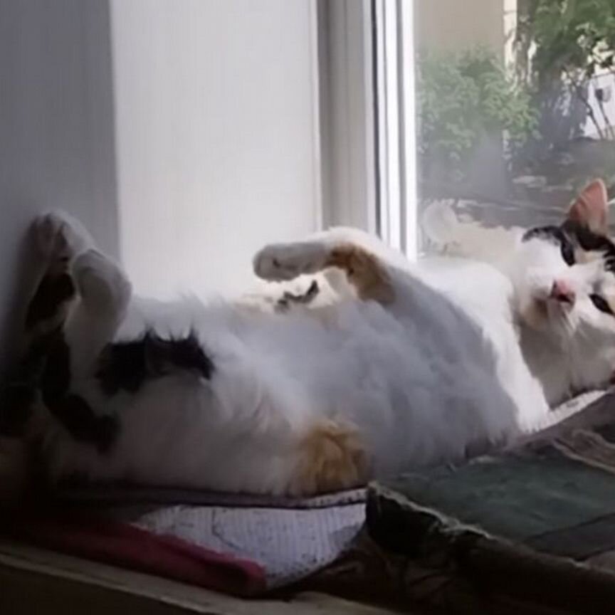 Кошки в добрые руки москва