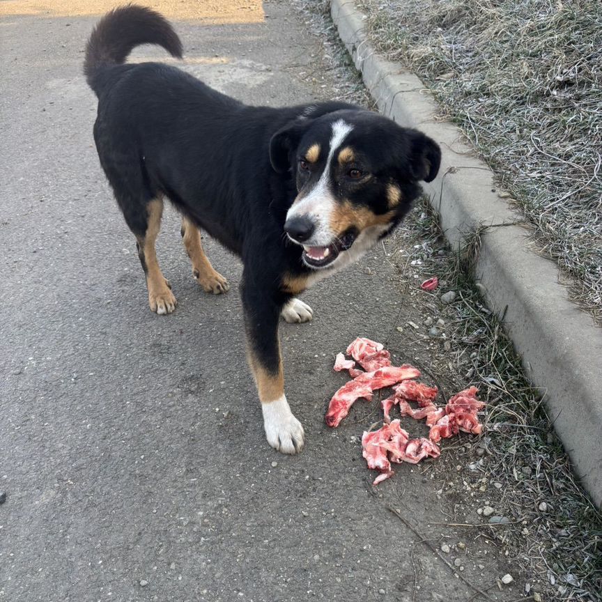 Собака ищет куратора