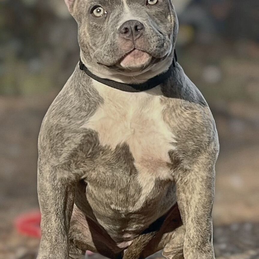 Американский булли