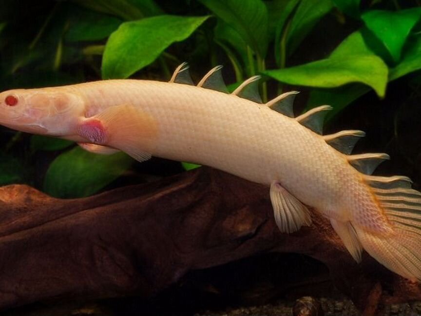 Полиптерус сенегальский, альбино