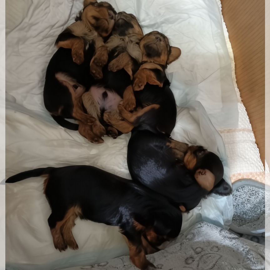 Йоркширский терьер, щенок