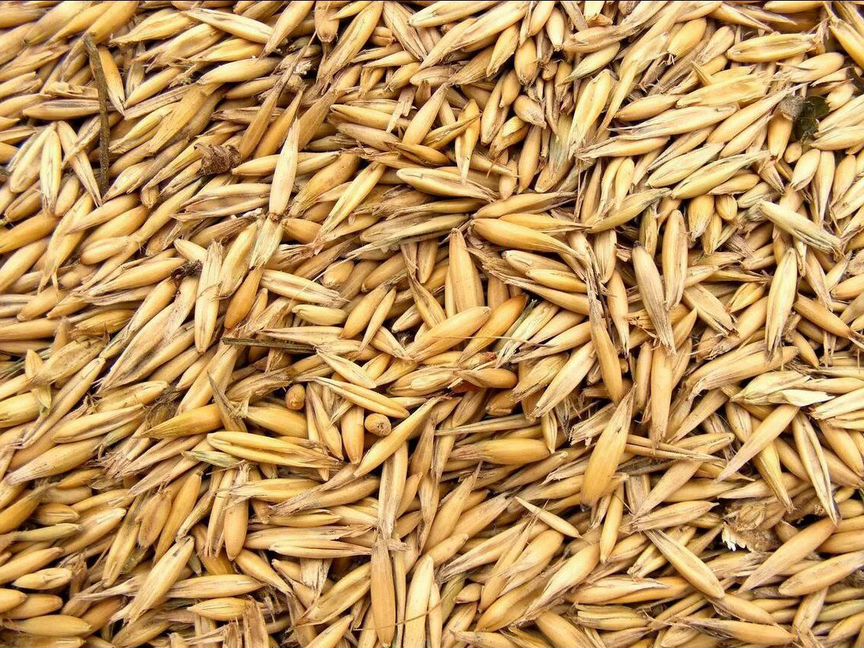 Кормовая кукуруза, Кормовая кукуруза корма