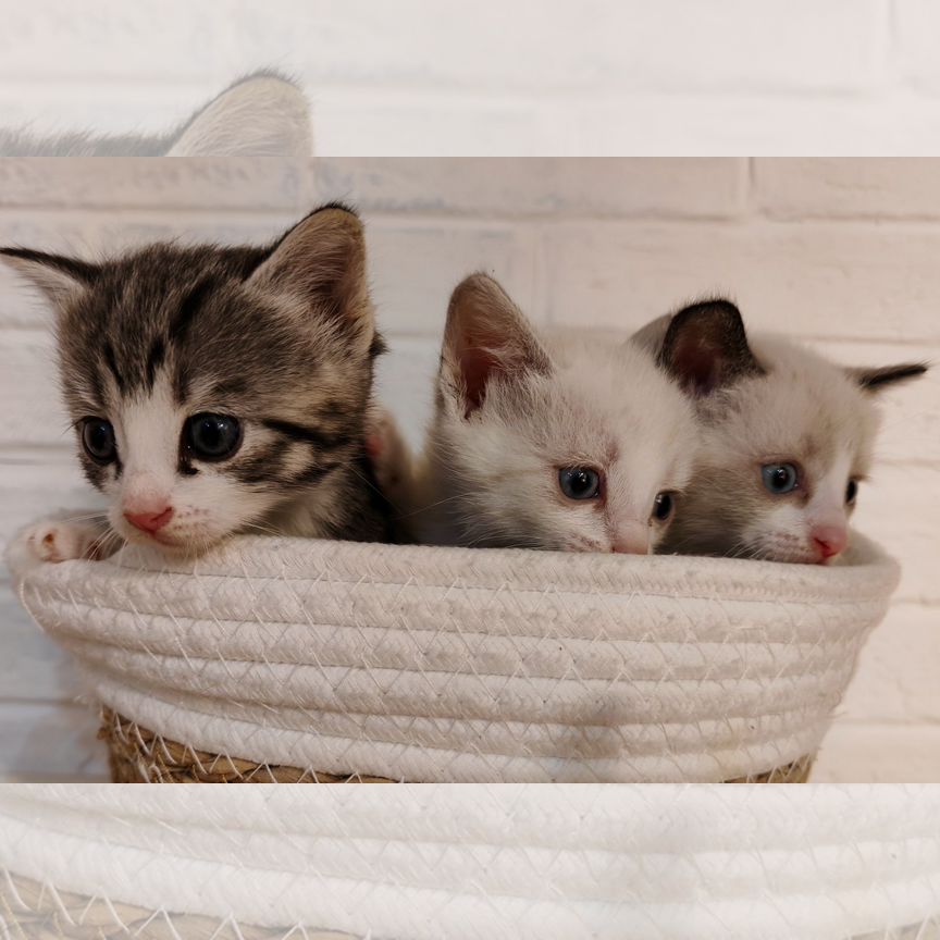 Котята в добрые руки