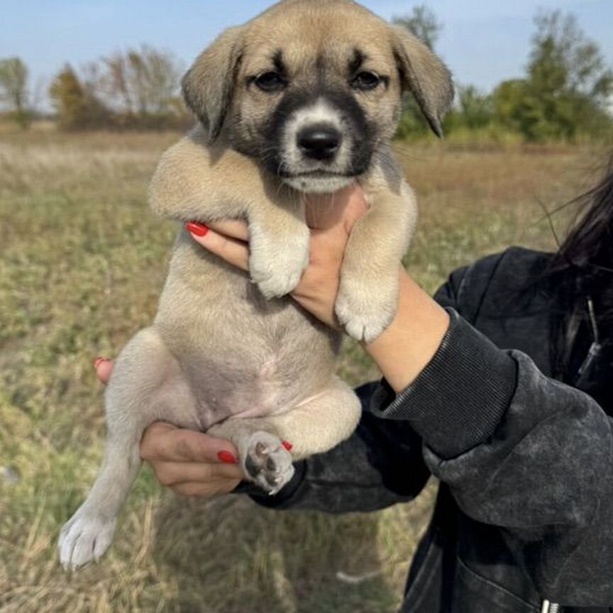 Щенок в добрые руки бесплатно