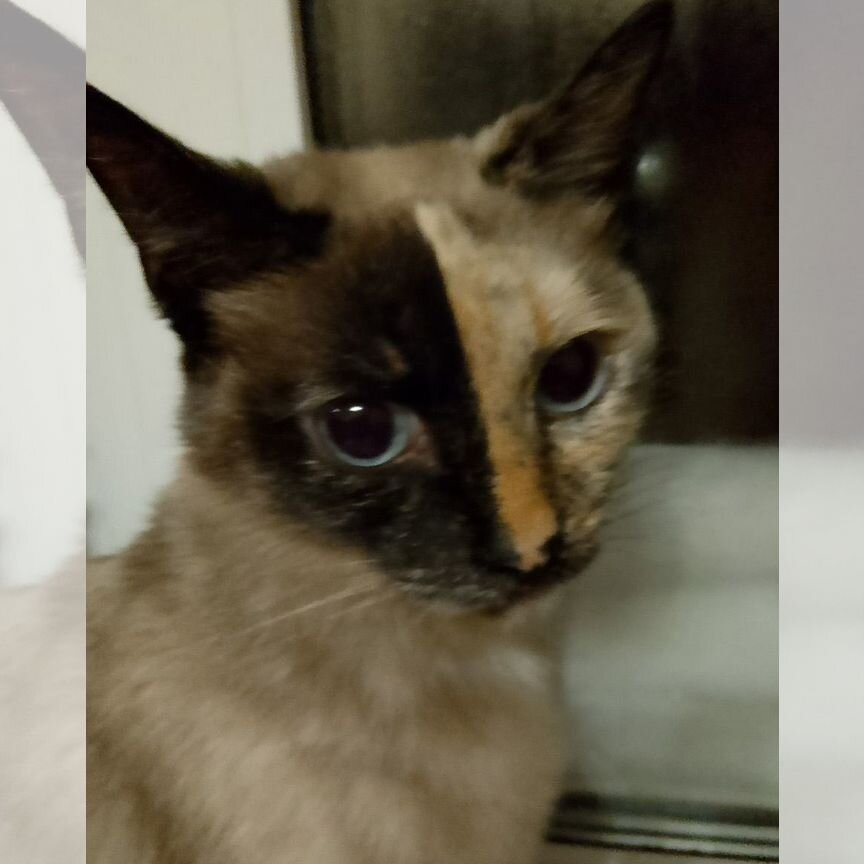 Взрослая, кошка в добрые руки