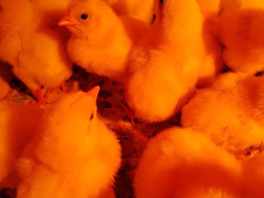 Цыплята бройлеры кобб 700