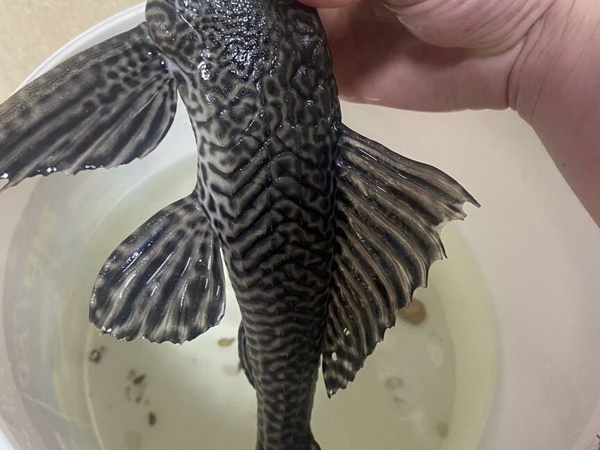 Плекостомус