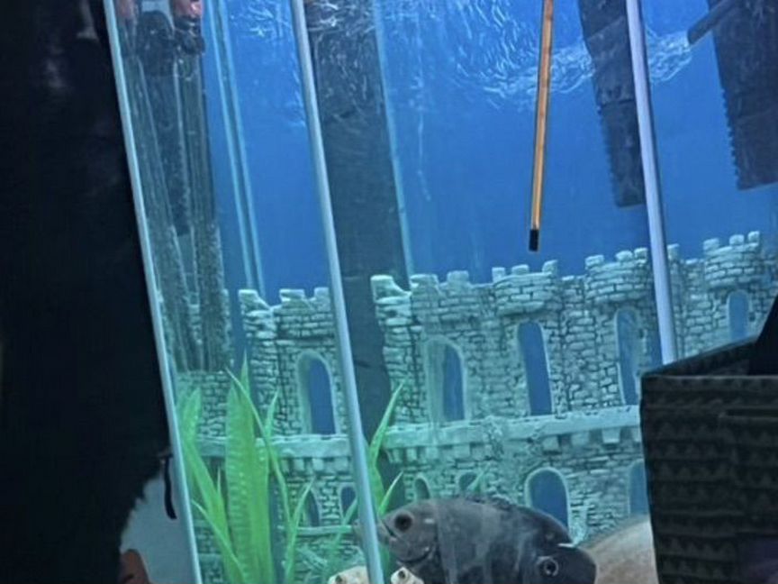 Рыбки астронотусы