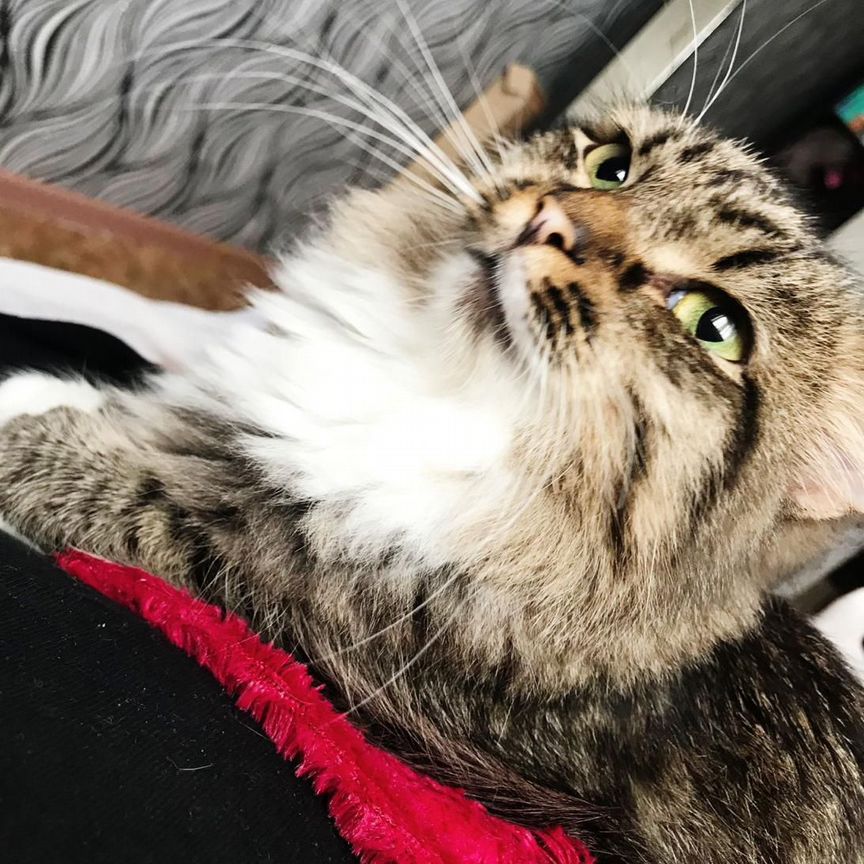 Котик в добрые руки