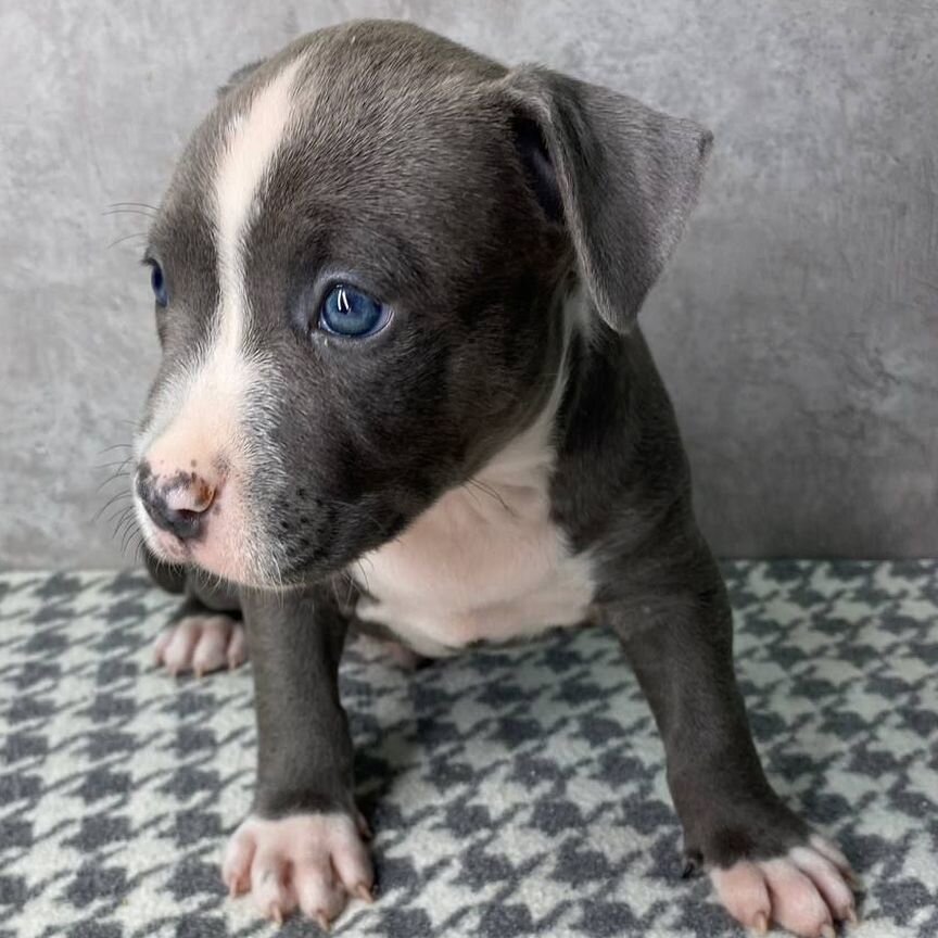 Американский стаффордширский терьер, щенок