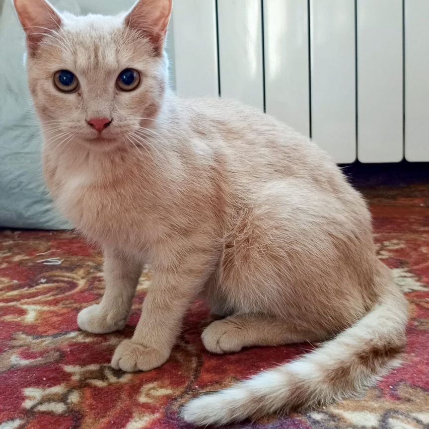 Лёва в поисках семьи