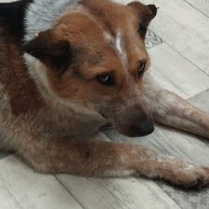 Взрослая собака в добрые руки