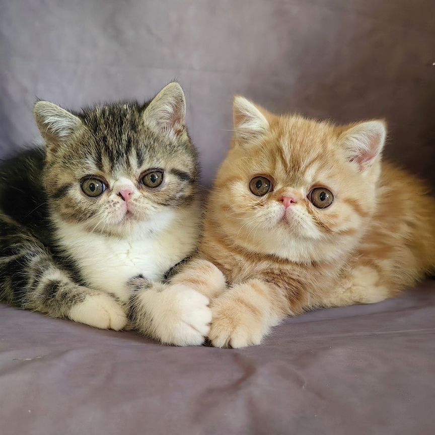 Котята экзоты короткошерстные