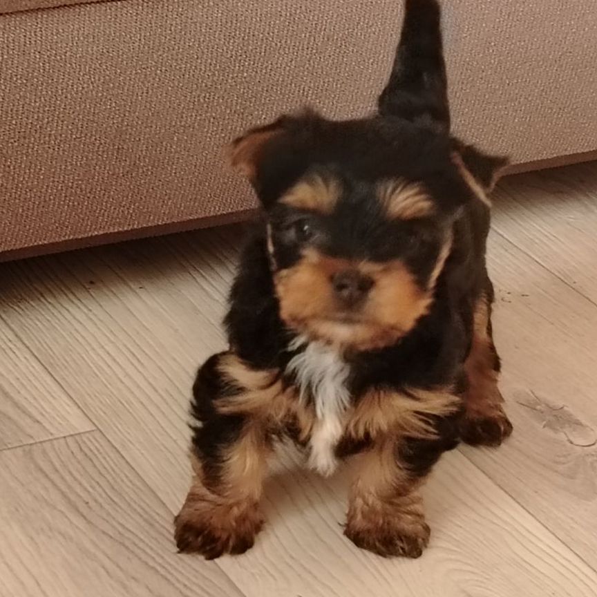 Йоркширский терьер, щенок