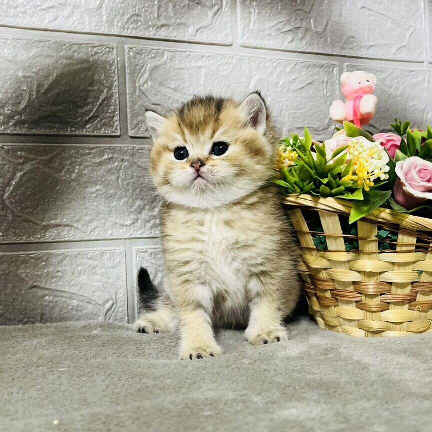 Плюшевые котята