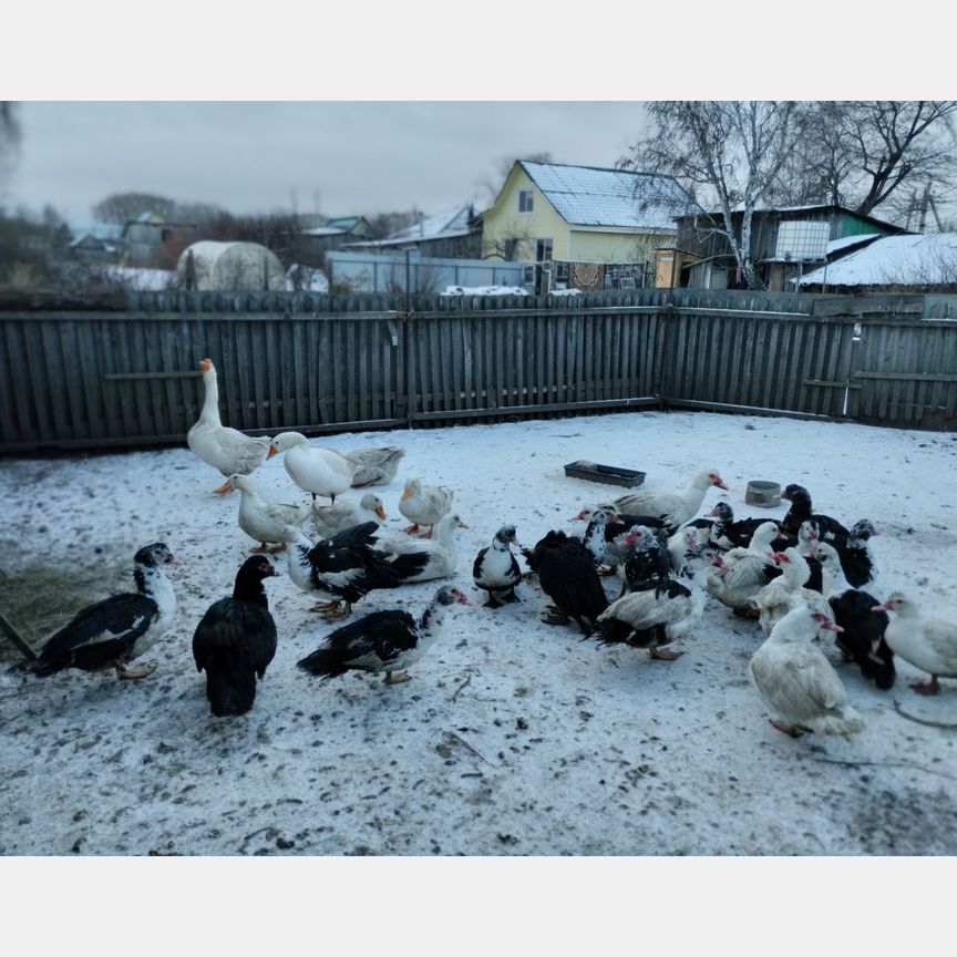 Гусиная семья