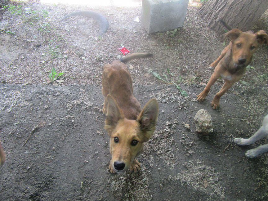 Собаки в беде