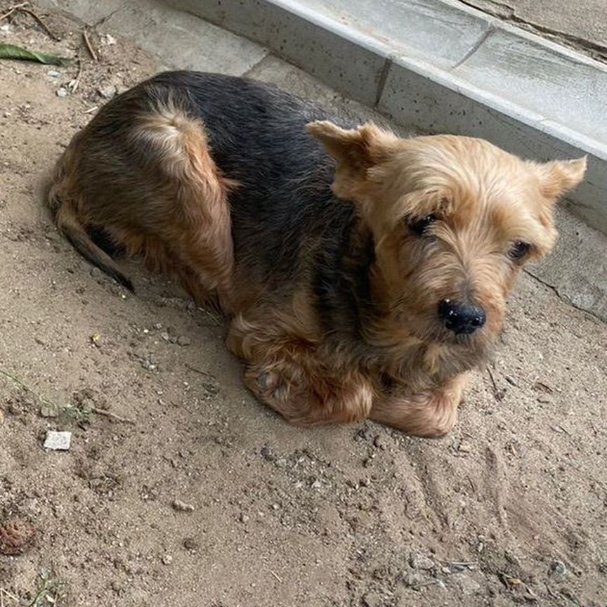 Йоркширский терьер