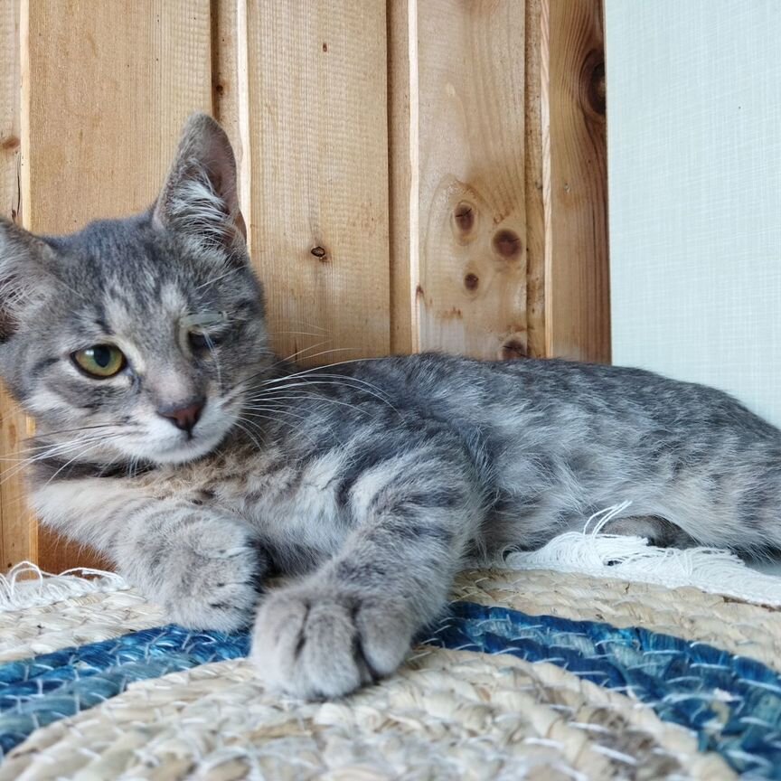 Котенок Барс ищет дом