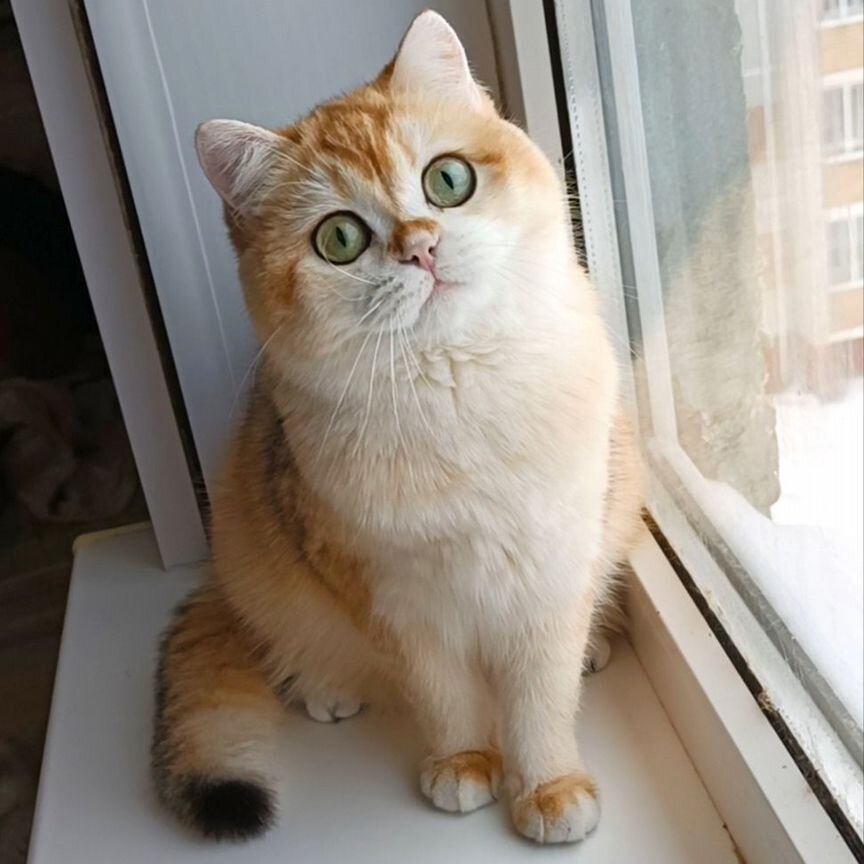Золотая шиншилла, кошечка