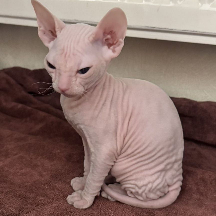 Канадский сфинкс котёнок