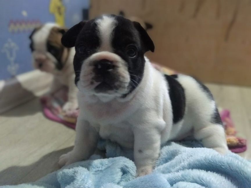 Французский бульдог щенки