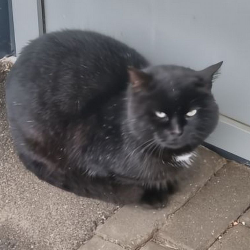 Взрослая кошка в добрые руки