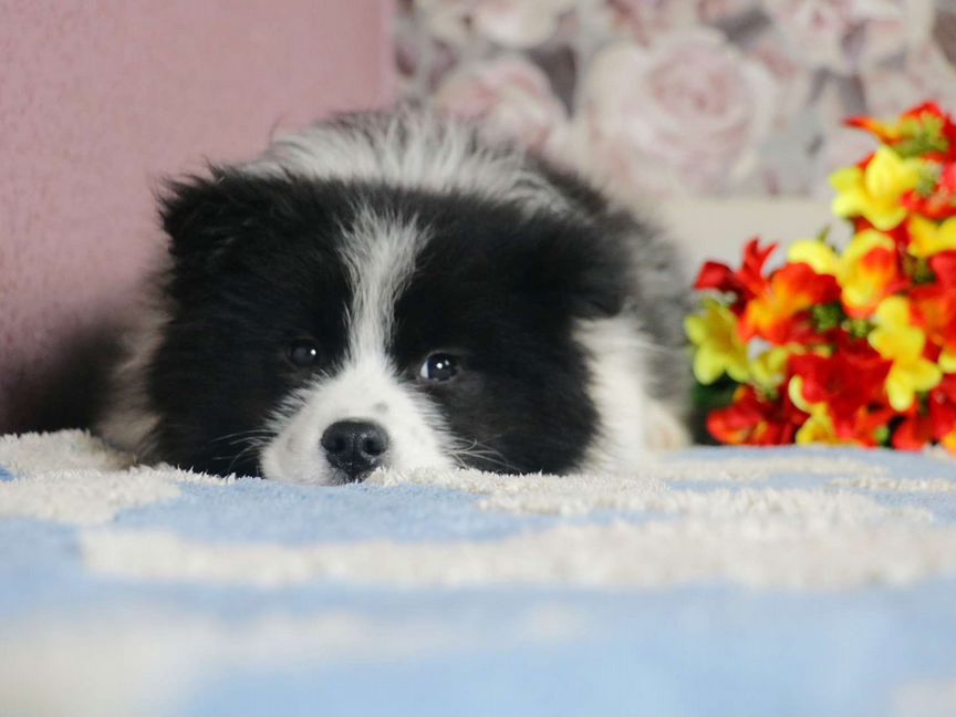 Австралийская овчарка