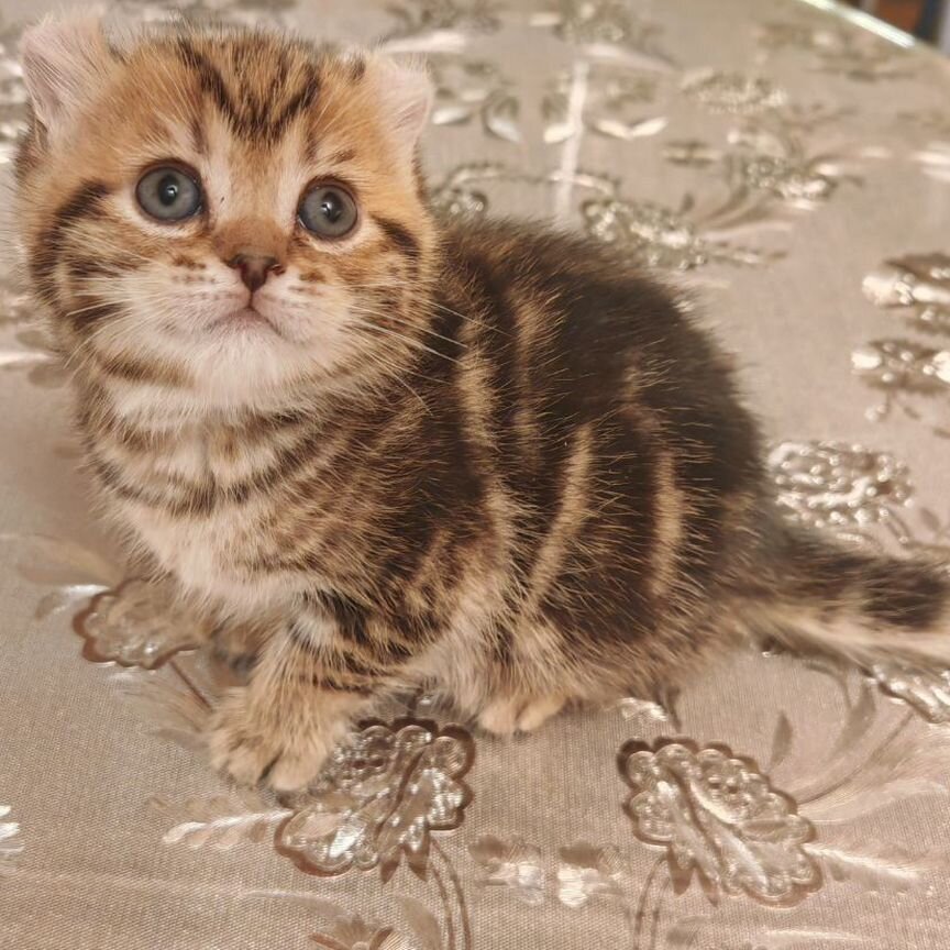 Американский кёрл короткошёрстный котёнок