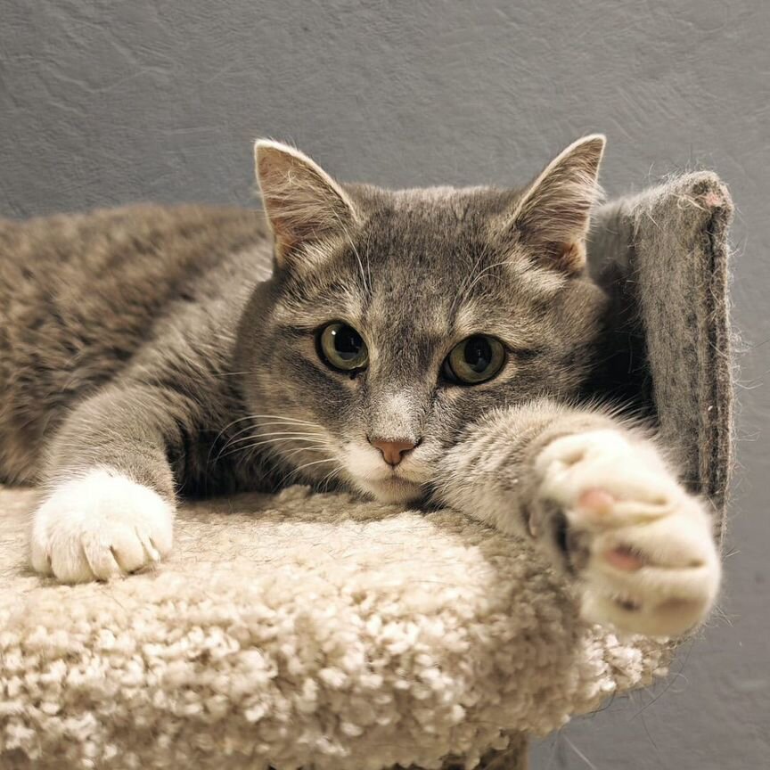 Кот Саня