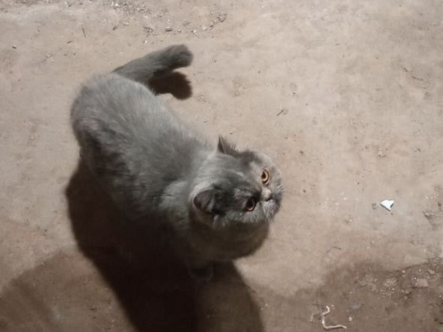 Кот/кошка в добрые руки