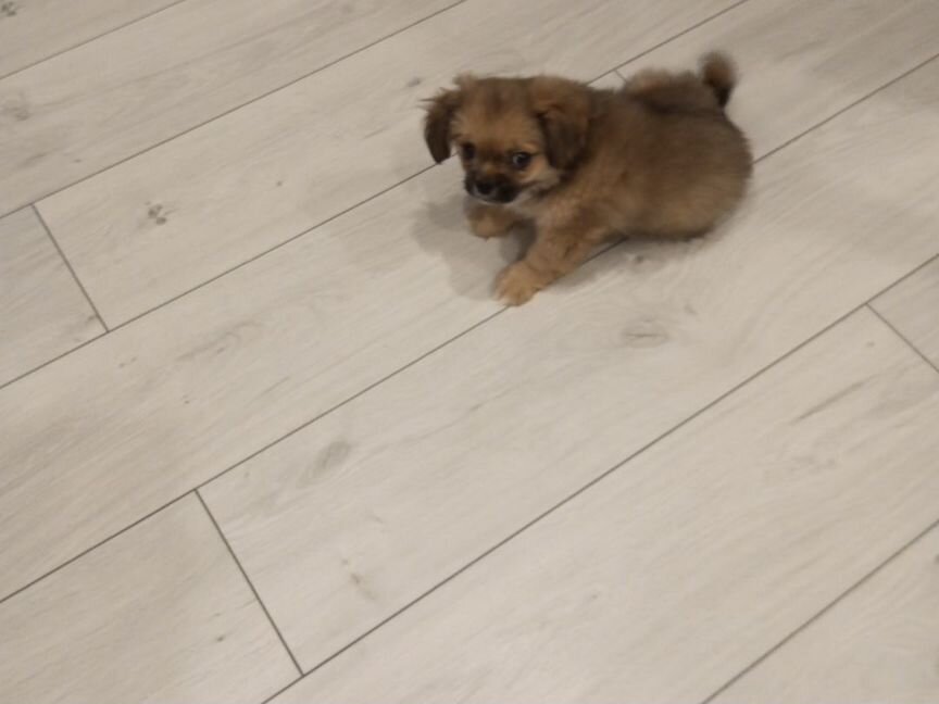 Щенки пекинеса