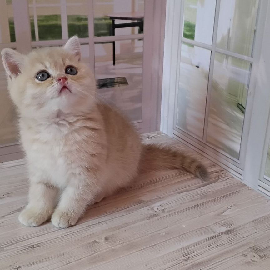 Лиловый золотой настоящий