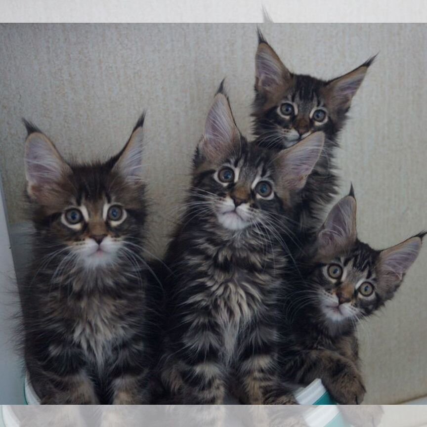 Мейн-кун котёнок