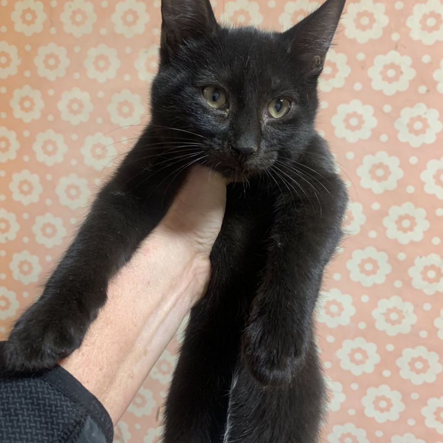 Котята бесплатно в добрые руки