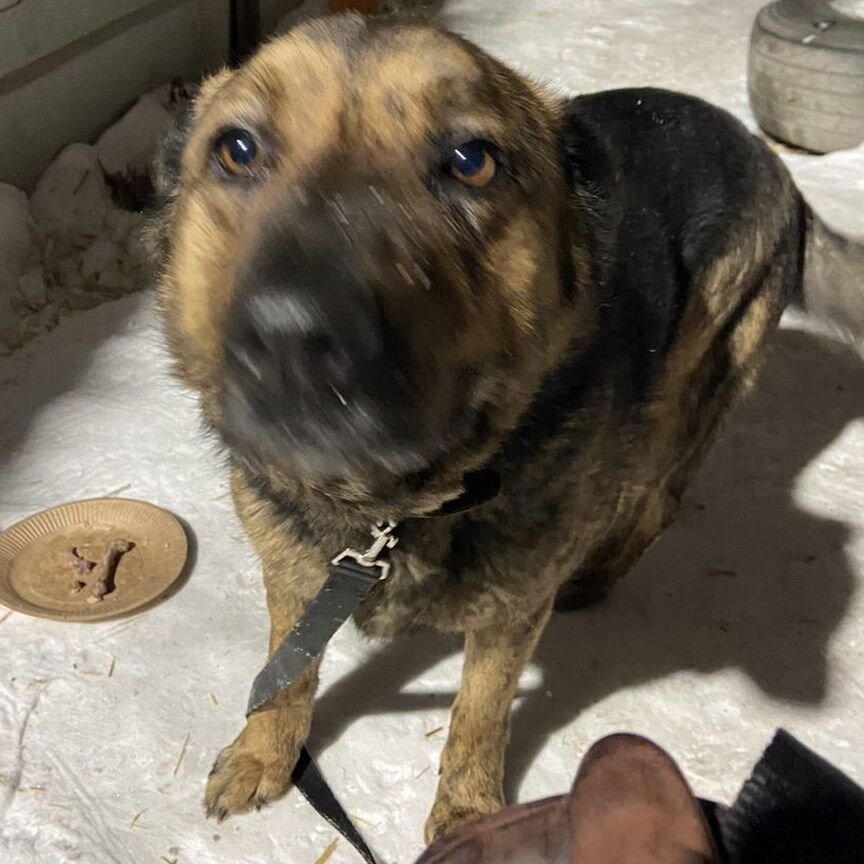 Собачка Маша, сама кроткость