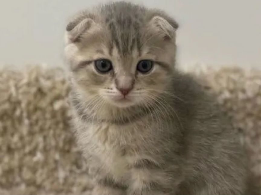 Шотландская вислоухая