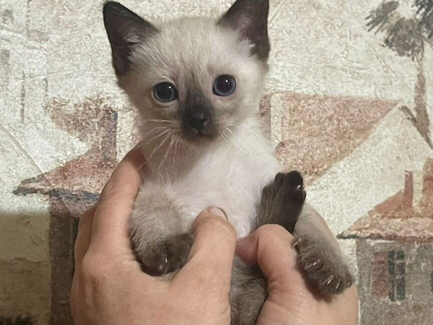 Котенок породы Скиф Той Боб