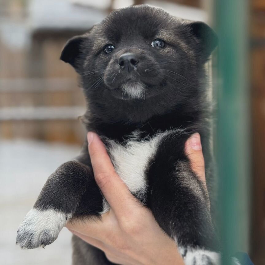 Плюшевые щенки, бесплатно