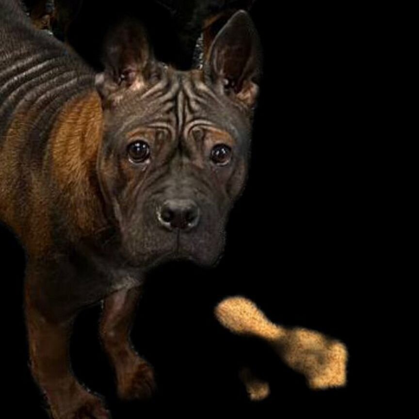 Чунцин, взрослая собака