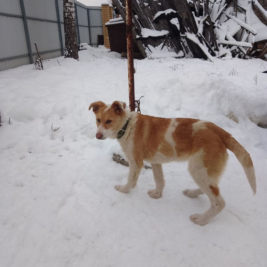 Отдам в добрые руки