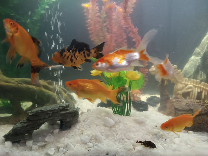 Аквариумные рыбки