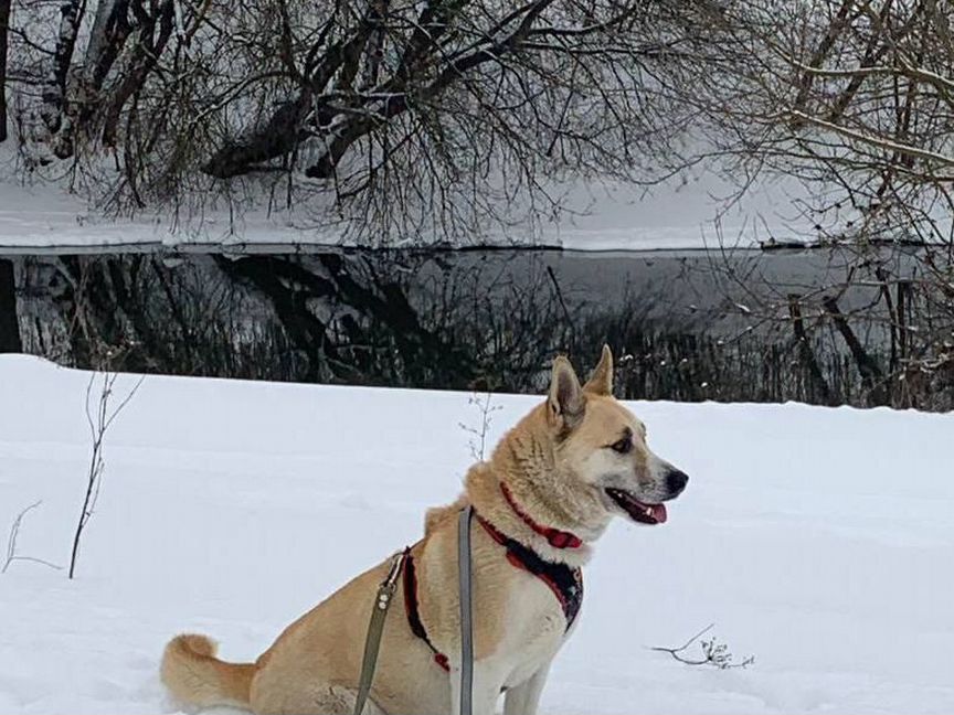 Собака в добрые руки