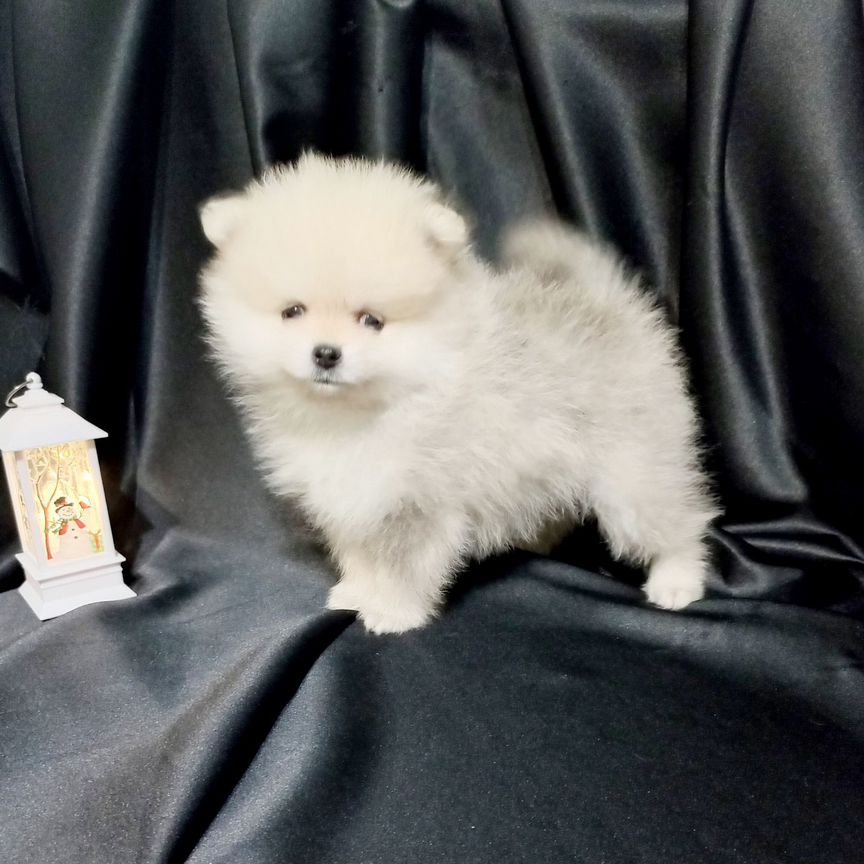 Померанский шпиц, щенок