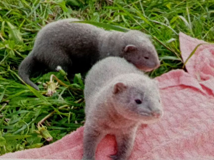 Белка, соболь,хорек,корочка,ласка