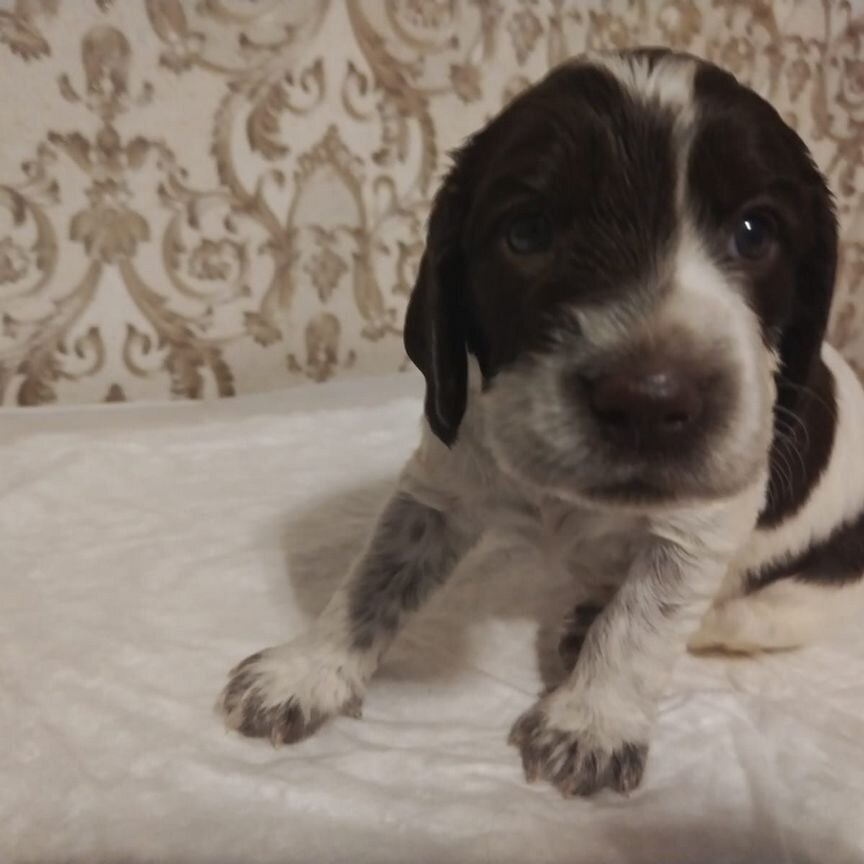 Щенки Русского охотничего спаниеля